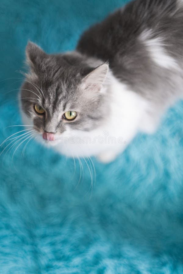 The Cat on the Floor is Looking Up Stock Image - Image of feline, floor ...
