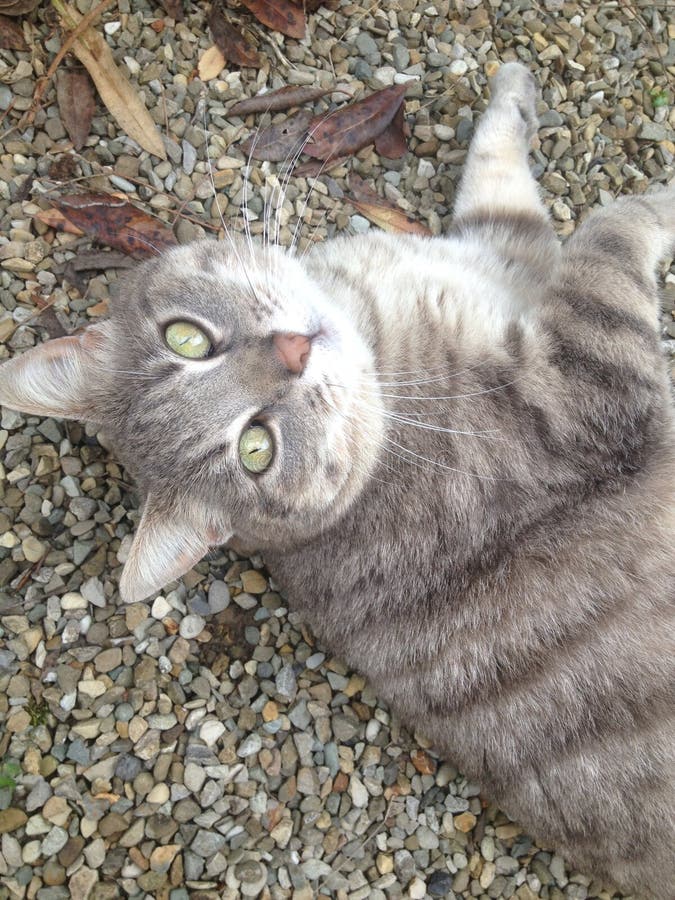 Cat stock image. Image of meow, italy, florence, kitten - 132035943