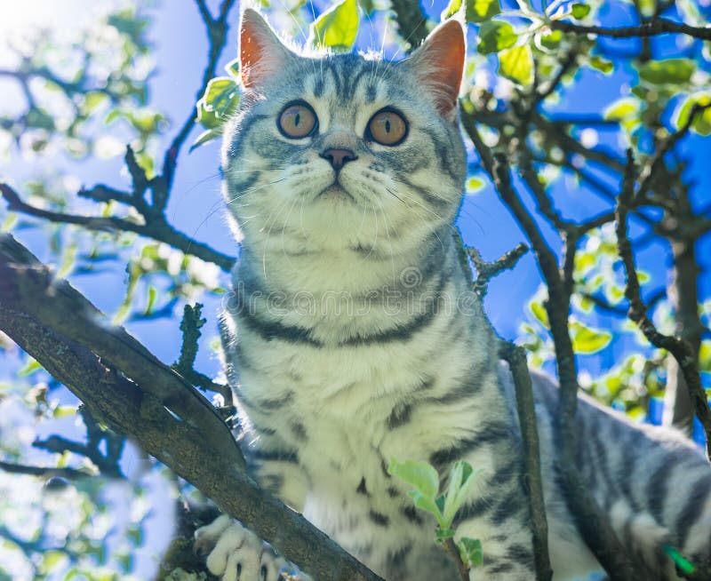 Cat on a flowering tree stock image. Image of catling - 40769311