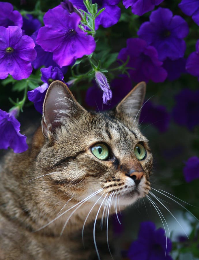 Cat in flowers. stock image. Image of tender, eyes, flowers - 10812835