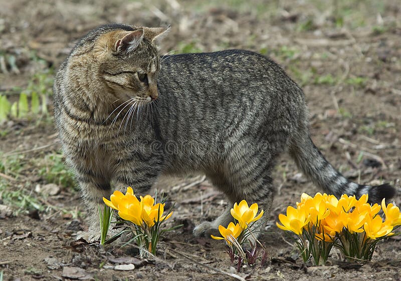 Cat and flowers stock image. Image of yellow, blossoming - 14182793