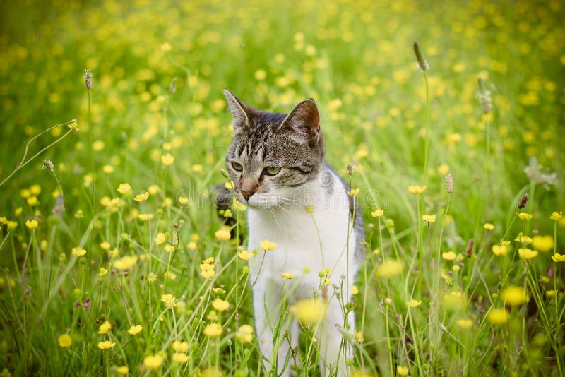 Cat In Flowers Picture. Image: 97838488