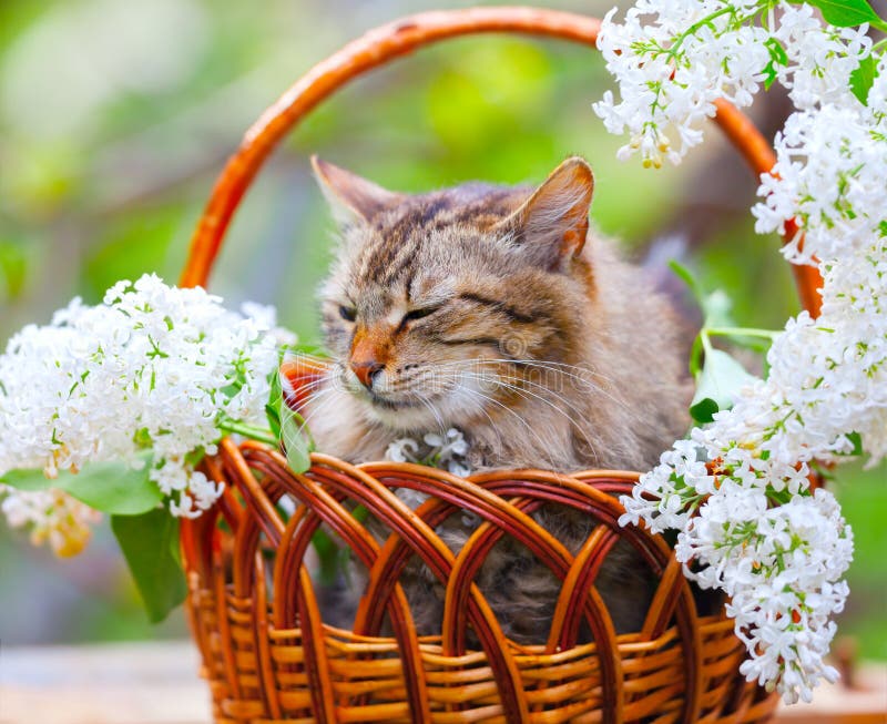 Siberian Cat with Flowers on the Head Stock Image - Image of bloom ...