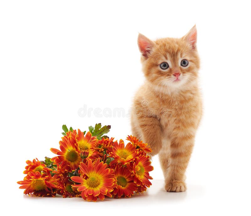 Cat with flowers stock photo. Image of bright, playful - 166554898