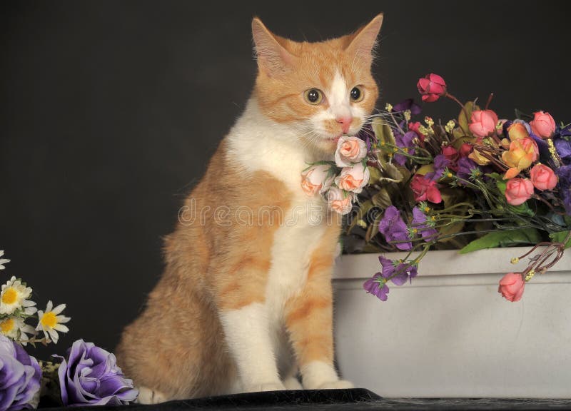 Cat with flowers stock image. Image of feline, affection - 38437437