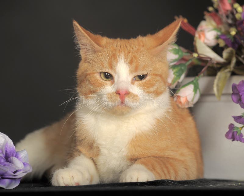 Cat with flowers stock photo. Image of kitty, petals - 38438338