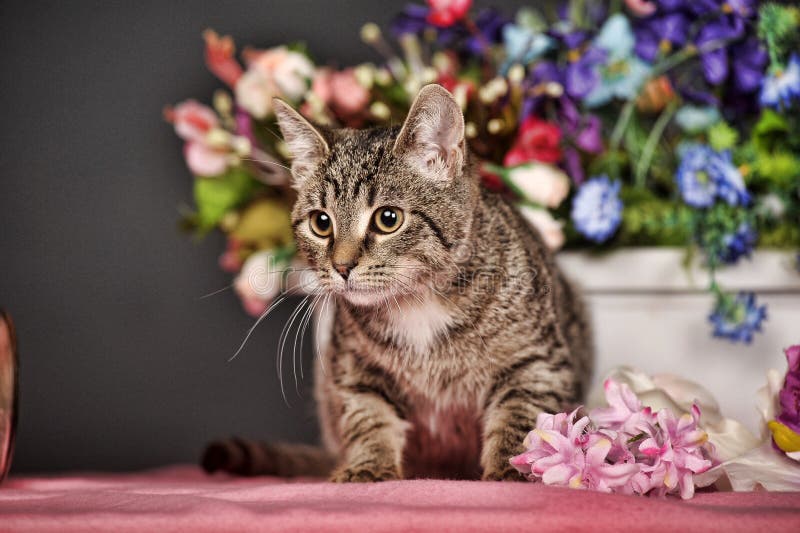 Cat among the flowers stock photo. Image of garden, funny - 34780654