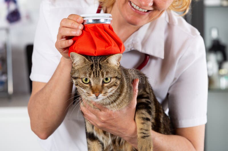 Cat flu stock image. Image of animal, ailing, medicine - 142155133