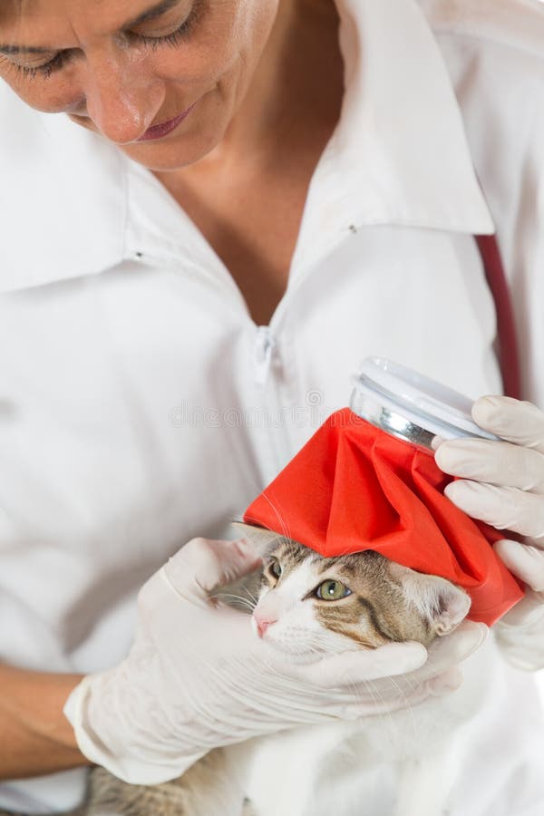 Cat flu stock photo. Image of suffering, alley, degree - 56741136