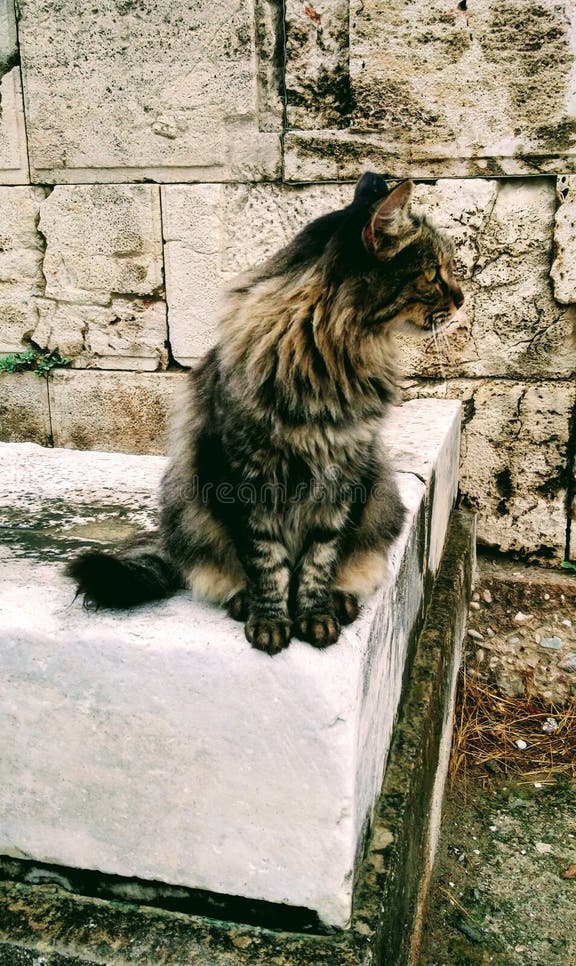 Cat Fluffy on Stone Rock Wall Stock Photo - Image of stone, wall: 161736214