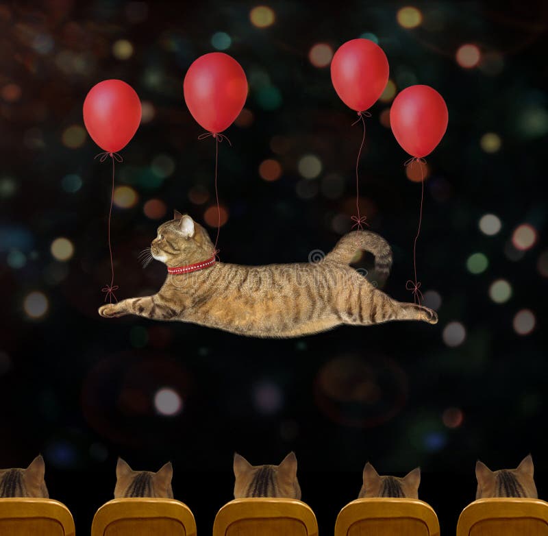 Flying Balloon Cat Stock Photos - Free & Royalty-Free Stock Photos from ...