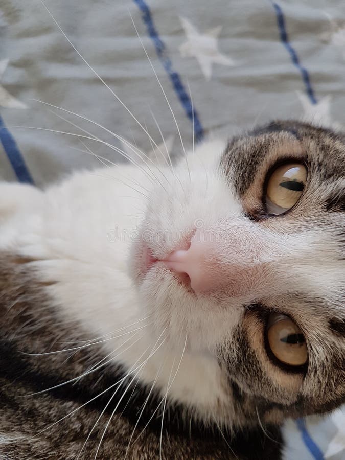 Cat focus on camera stock image. Image of focus, cats - 112517657