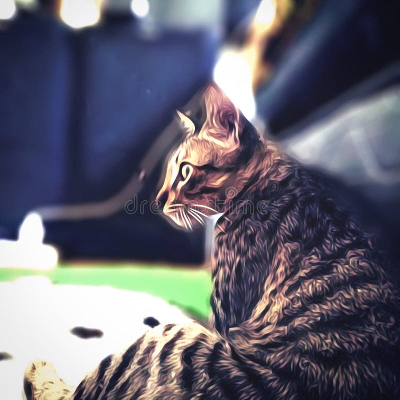 Cat Focus about something stock photo. Image of milo - 127540974