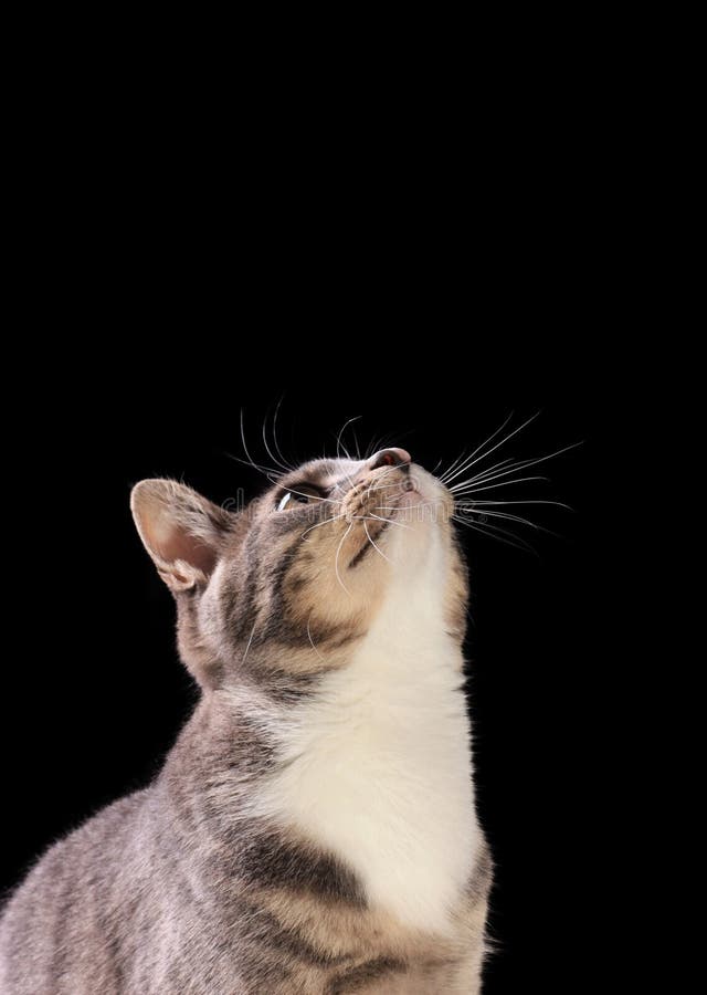 Cat focused stock image. Image of focused, grey, comfortable - 16821587