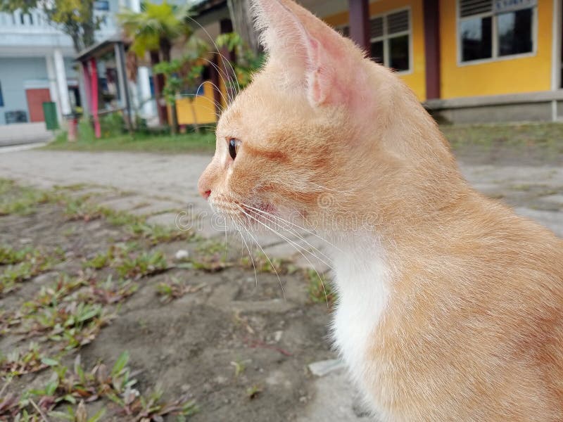 A Cat is Focused Watching Something in the Distance Stock Image - Image ...