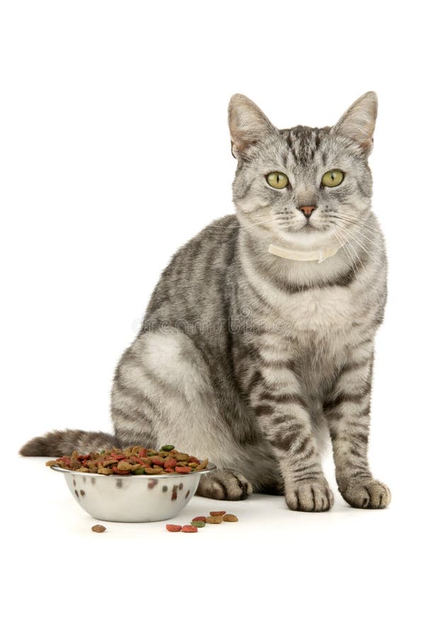 Cat eat dry food. stock image. Image of eating, fauna - 19318365