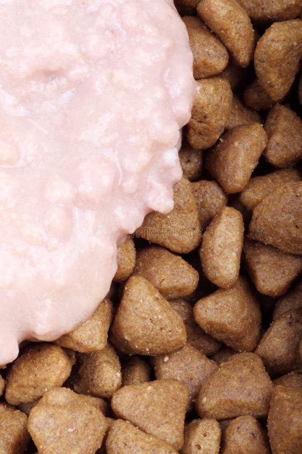 Cat food stock image. Image of feline, flavor, meal, close - 8584283