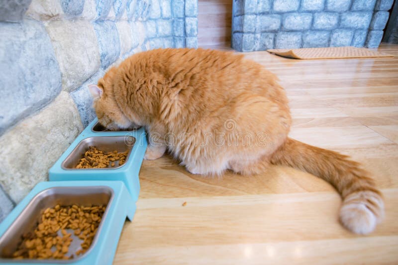 Cat Food in the Food Tray Brown Cats are Stock Photo - Image of ...