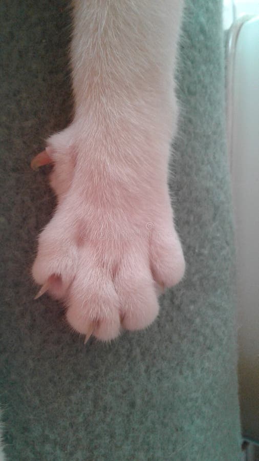 Foot and Claws, Detail, Komodo Stock Image - Image of scales, animal ...