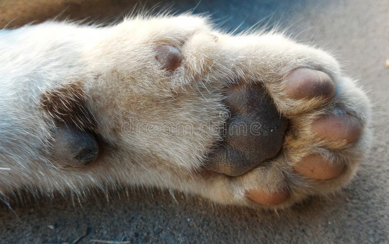 Cat foot stock photo. Image of blenny, foot, underfoot - 86303974