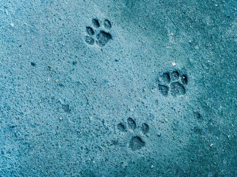 Cat Foot Steps at the Ground of Stone Stock Photo - Image of abstract ...