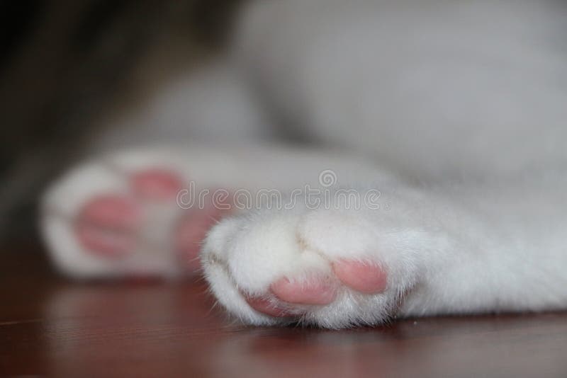 Cat Foot stock photo. Image of limp, fingers, foot, detail - 57793240