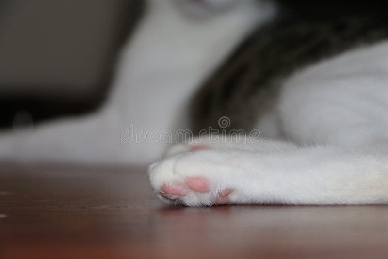 Cat Foot stock image. Image of skin, finger, hand, nose - 57793269