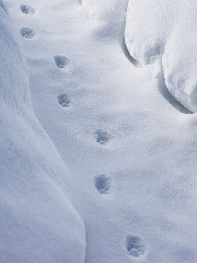 A cat footpath on a snow stock photo. Image of footstep - 258976780