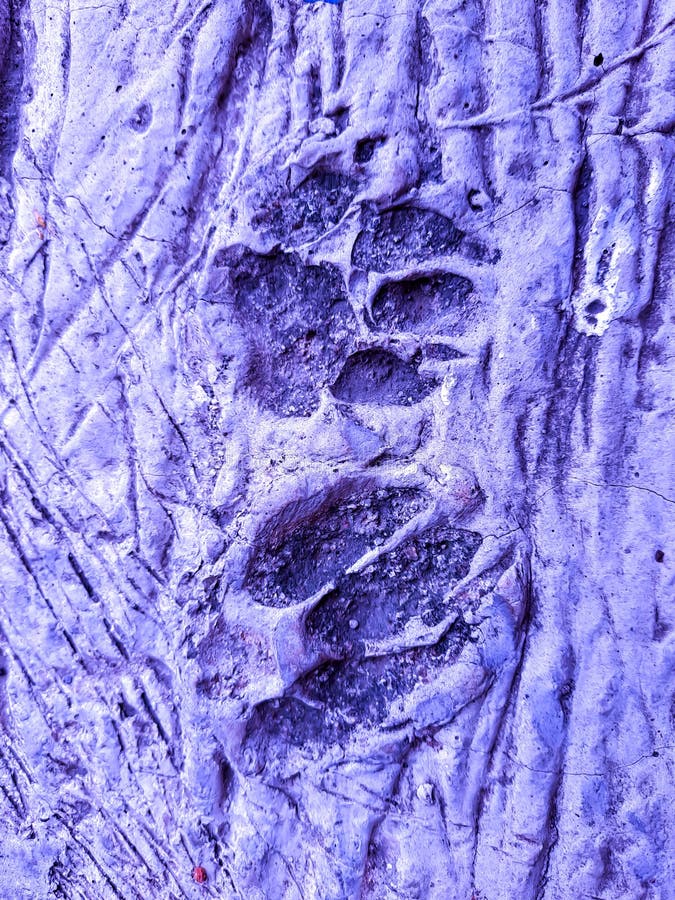 Cat Footprints on Cement Concrete, with Blue Background Stock Image ...