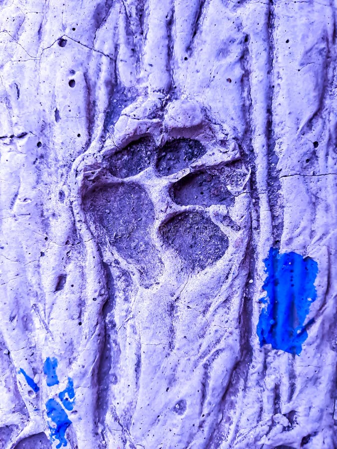 Cat Footprints on Cement Concrete, with Blue Background Stock Photo ... Cat Footprints on Cement Concrete, with Blue Background Stock Photo ...