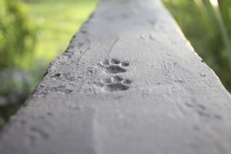 Flipper Footprints Stock Photos - Free & Royalty-Free Stock Photos from ...