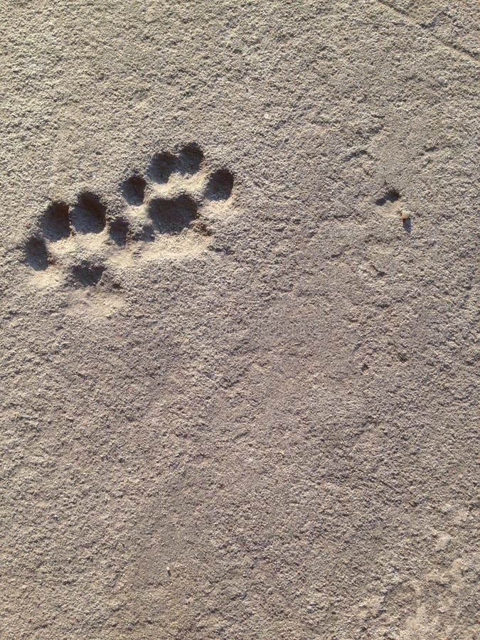 Cat footprints stock image. Image of roaming, cool, outdoor - 67416563 Cat footprints stock image. Image of roaming, cool, outdoor - 67416563