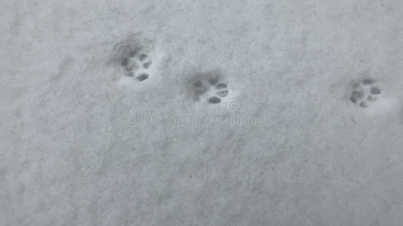 Cat footprints on snow. stock footage. Video of path - 351558946