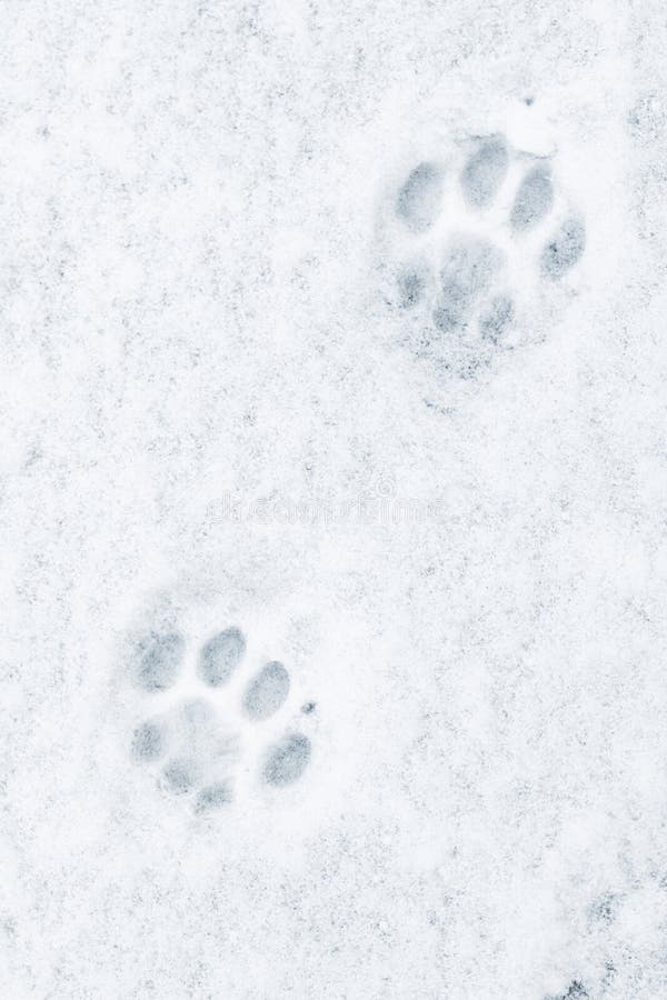Cat Footprints in the Snow, Close-up Photo Stock Photo - Image of fresh ...