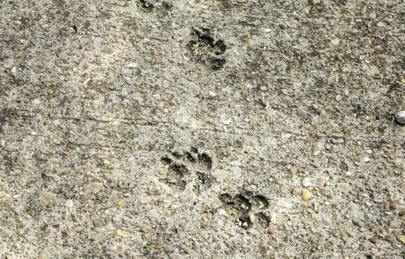 Footprint Of A Jaguar, Panthera Onca, In The Soft Sand Of The Wetlands ...