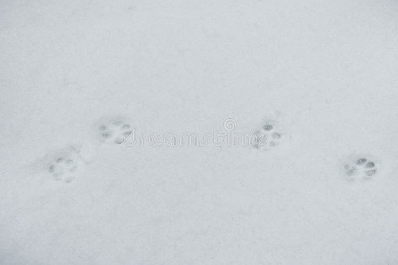 Cat Footprints on White Snow Stock Image - Image of closeup, trail ...