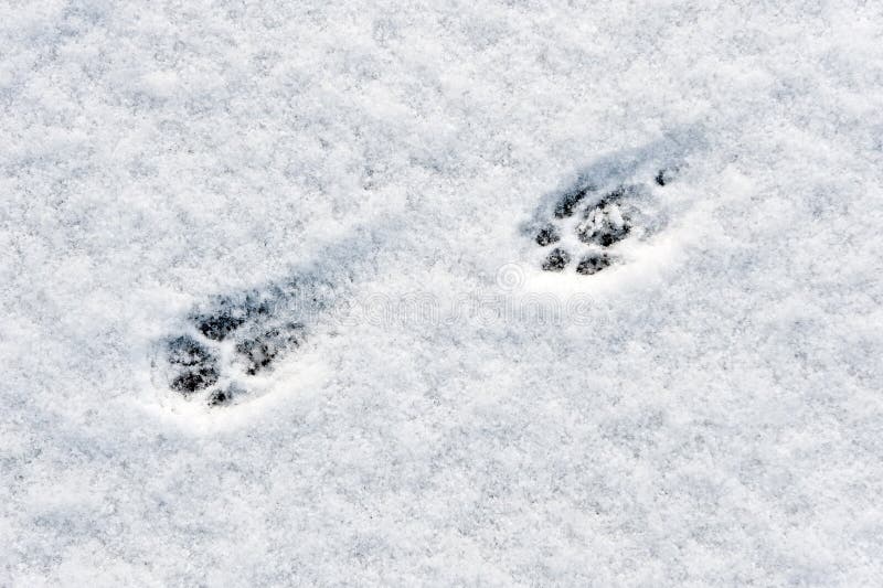 103 Footsteps Cat Stock Photos - Free & Royalty-Free Stock Photos from ...