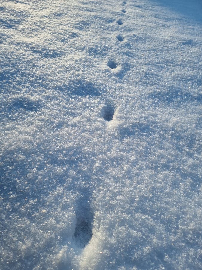 Cat Footsteps on the Snow. Winter Season Stock Image - Image of white ...