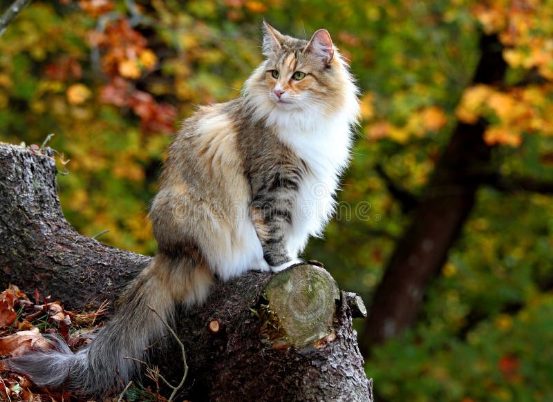 Cat in a forest stock image. Image of tortie, semilonghair - 64392225