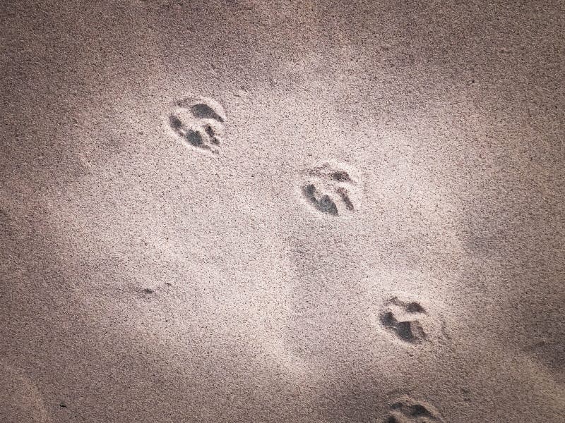 Cat or Fox Paw Prints on Beach or Desert Stock Image - Image of nature ...