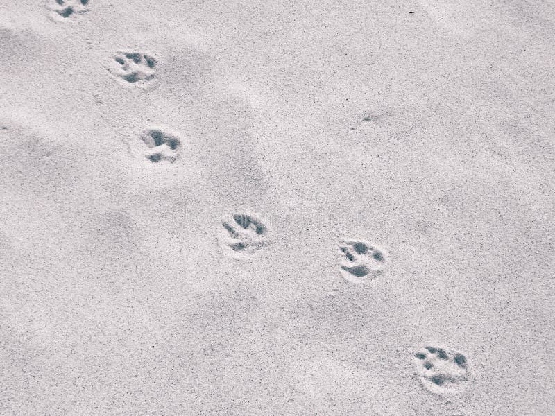 Dog Paw Prints in the Beach Sand Stock Image - Image of seaside ...