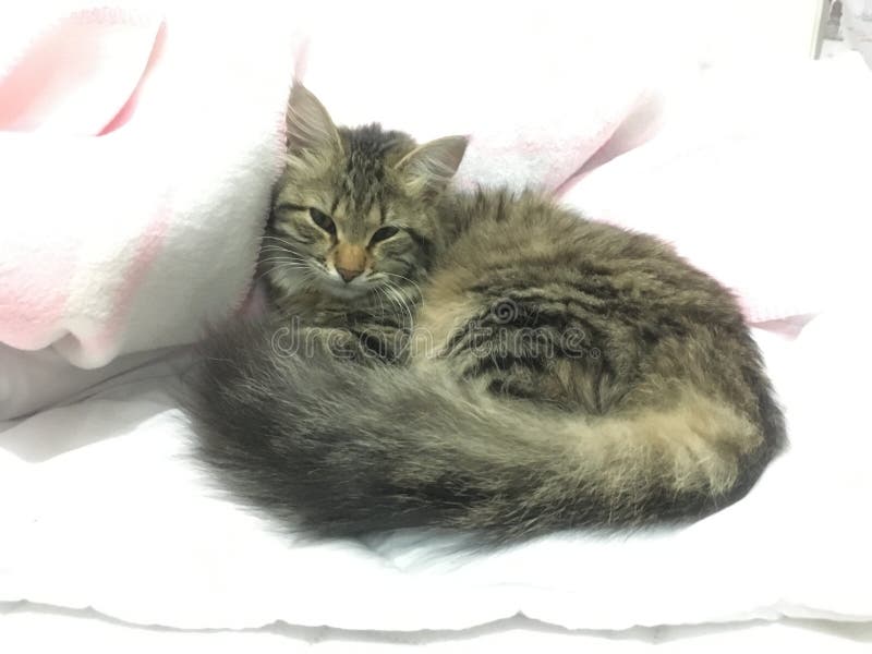 Cat with fox tail stock photo. Image of turkishcat, tail - 208353924