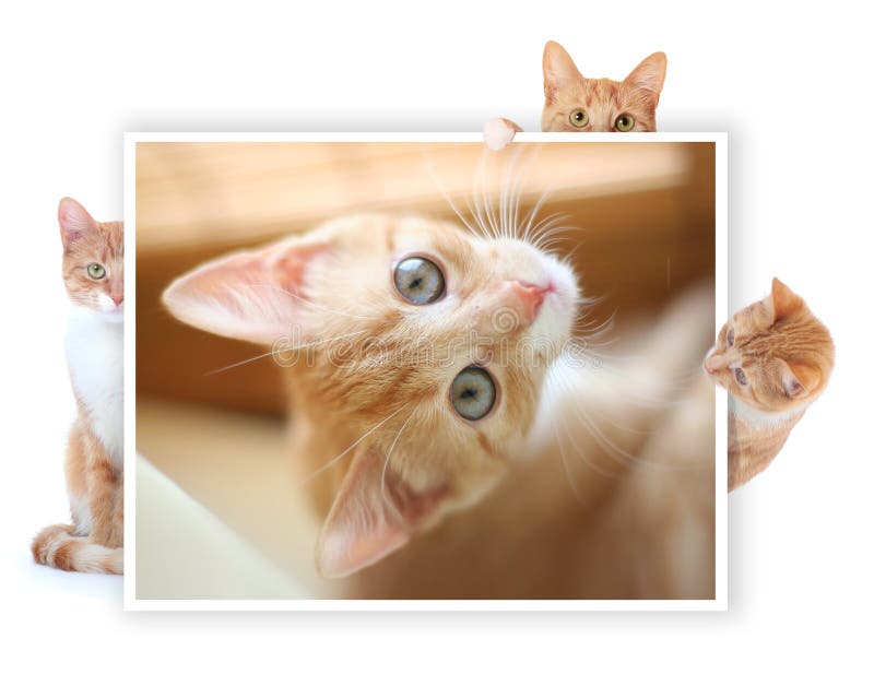 Cat frame stock image. Image of feline, animal, striped - 11477715