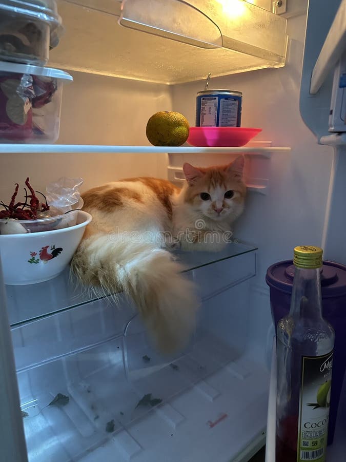 Cat on fridge stock image. Image of funny, fridge, kitty - 289129839