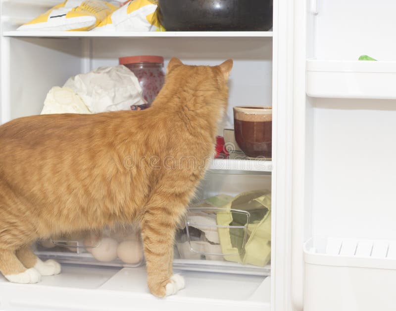 Cat and fridge stock photo. Image of door, pets, searching - 73697526