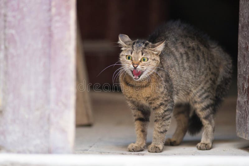 The Cat Fright Hisses Get Very Scared. Stock Image - Image of furious ...