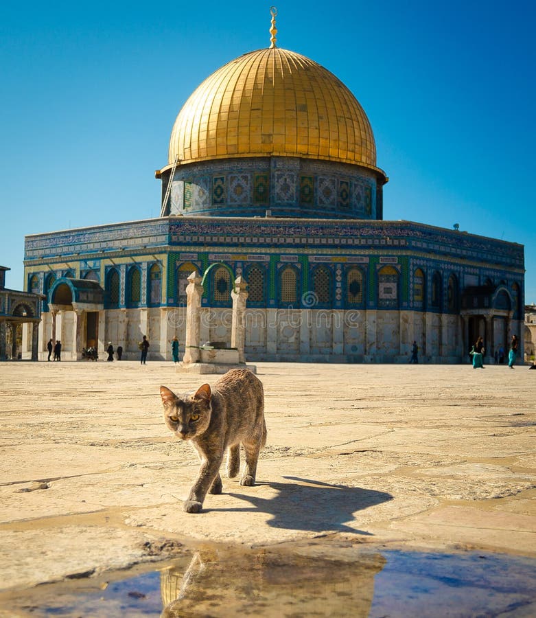 196 Jewish Cat Stock Photos - Free & Royalty-Free Stock Photos from ...