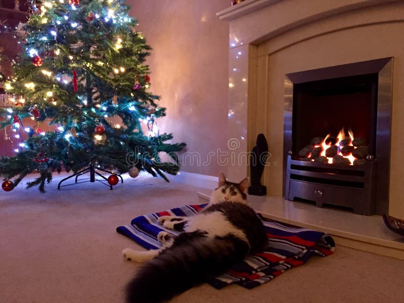 Cat in Front of a Fire at Christmas Stock Photo - Image of warm, tree ...