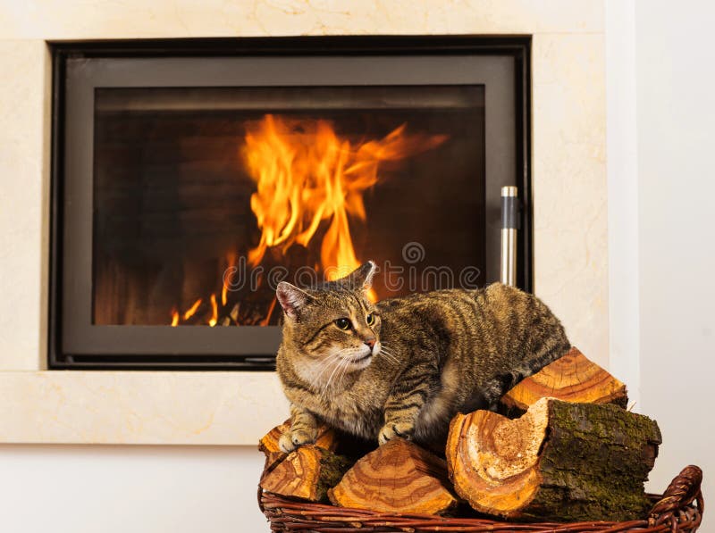 Cat in Front of Fireplace stock photo. Image of energy - 52024400