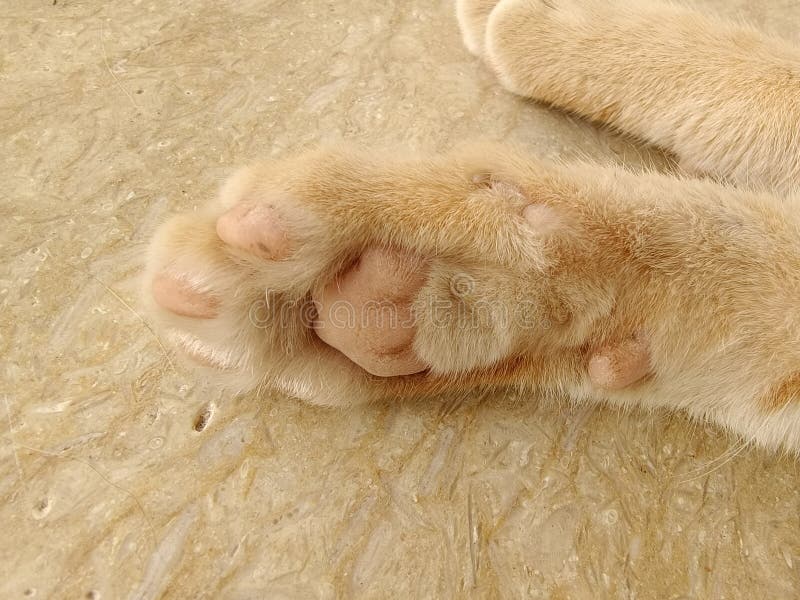 Cat front leg paw pads stock photo. Image of clothing - 319135960